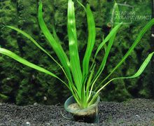 Red Amazon sword - EchiPedia