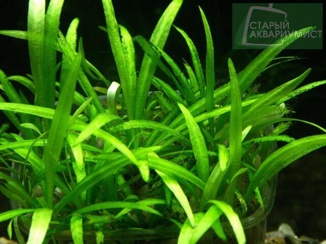 Narrow Dwarf Chain Sword - EchiPedia