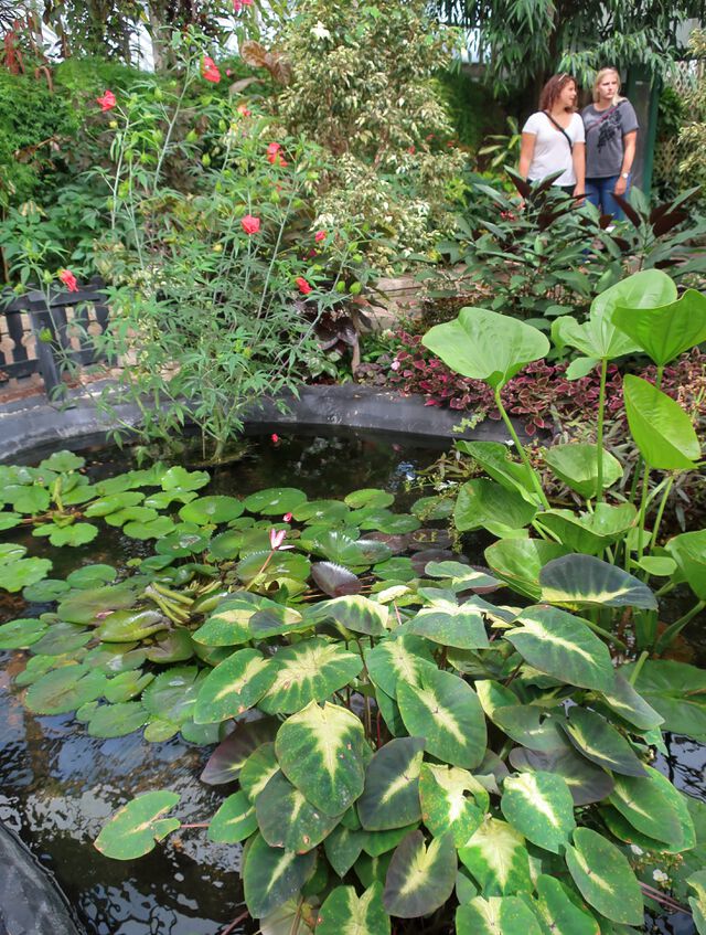 Spade leaf sword - EchiPedia